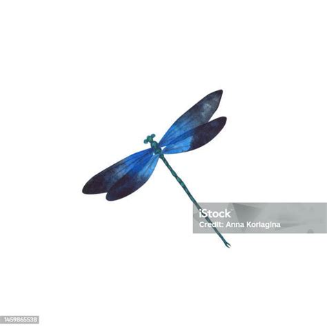 검은 파란색 잠자리는 상세한 날개가 고립되어 있습니다 수채화 손으로 그린 현실적인 비행 곤충 Llustration 디자인 개체