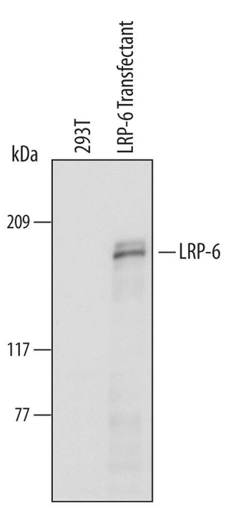 Lrp6 Antibody Pa5 47145