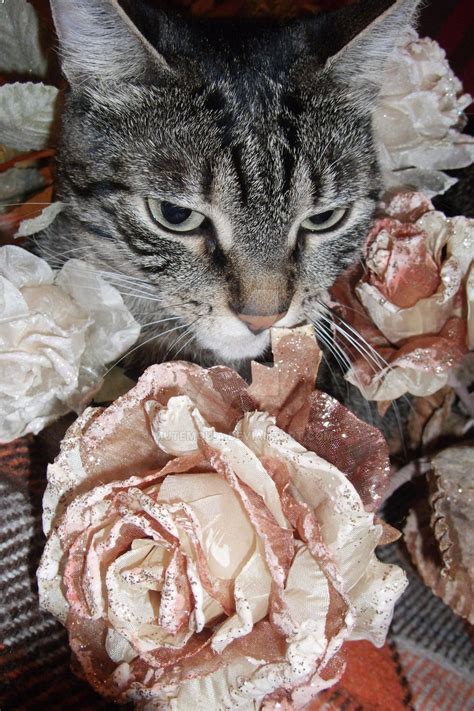 Nephtys By Mutemouia On Deviantart