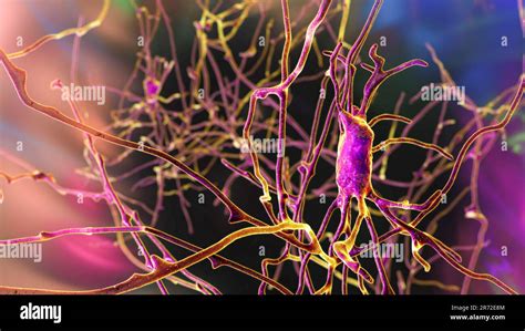 Neurons Nerve Cells Located In The Pons Varolii Of The Human Brain