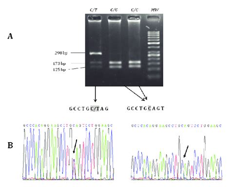 The Pcr Rflp Analyses And Direct Sequence Result Of P21 C70t In 3utr Download Scientific