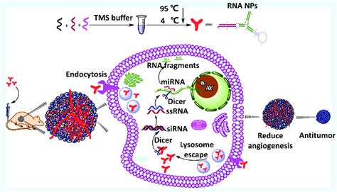 Representation Of Delivery Of Aptamer Conjugated Xbp1 Sirna Nps For