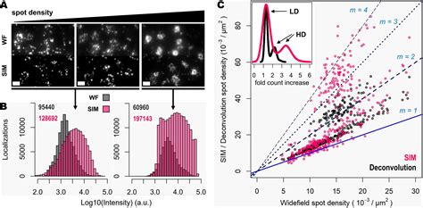 Super Resolution Microscopy Increases Amplicon Spots Detection Efficiency In Spatial