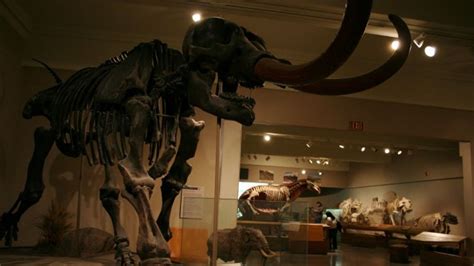 Contractor Digs Up 14000 Year Old Mastodon Skeleton In Neighbors