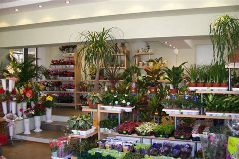 Разсадник за Разсадник за летни и есенни хризантеми