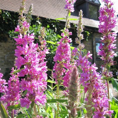 Purple Loosestrife Lythrum Salicaria Roots Plants