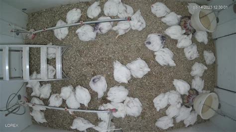 Broiler Instance Segmentation Dataset By Broiler Data