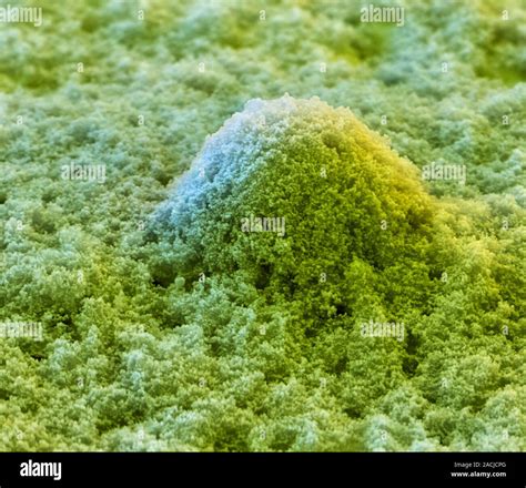 Self Cleaning Paint Coloured Scanning Electron Micrograph Sem Of A
