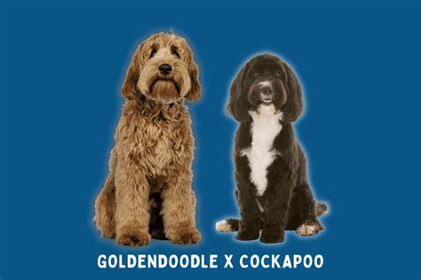Goldendoodle Cockapoo Mix Meet The Cockadoodledoo Dog