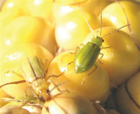 Bayer Rnai Corn Rootworm Control Reach Extended Farmtario