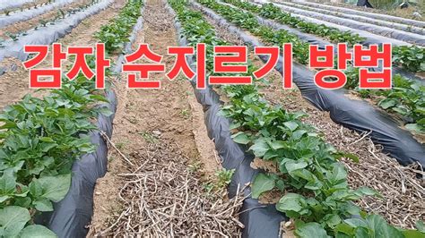 감자굵게 하려면 순지르기북주기수분관리추비하기는 필수입니다 Youtube