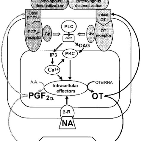 Conceptual Model Showing A Positive Autocrine Paracrine Feedback Loop Download Scientific