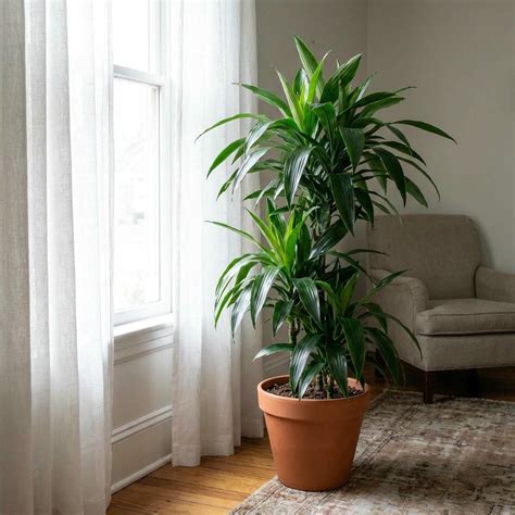 Complete Guide To Janet Craig Dracaena Care And Growth