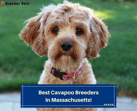 4 Best Cavapoo Breeders In Massachusetts 2024 Breeder Best