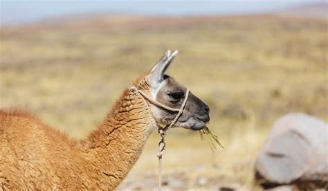 What Fruits Can Llamas Eat Farmhouse Guide