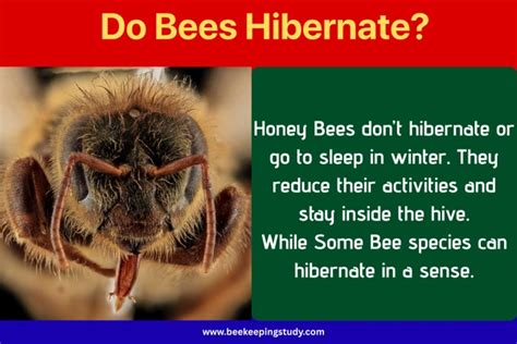 Do Bees Hibernate Or Migrate How They Survive Every Season