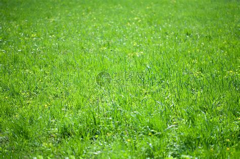 绿草背景活力环境叶子季节叶绿素生态院子地面草地土地高清图片下载 正版图片321294692 摄图网