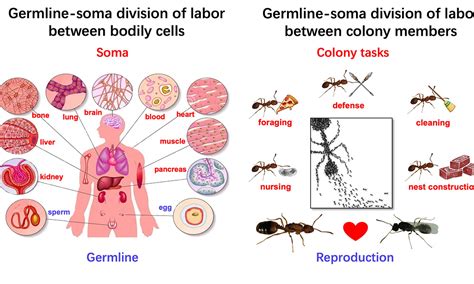 Caste Differentiation In Ants Department Of Biology University Of Copenhagen