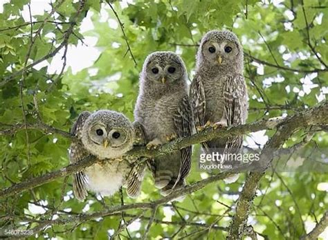 Three Owls Sitting In A Tree