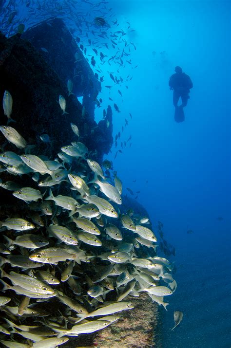 Hero8 다이버 다이버 실루엣 다이빙 다이빙 용품 대양 같은 모험 바다 바다 모험 바다 생물 바다 장면 바다 탐험 바다의 바다의 깊이 바다의 보물