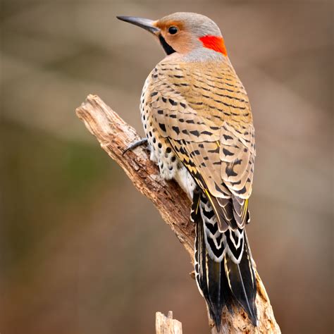 Bird Feature Northern Flicker Natures Way Bird Products