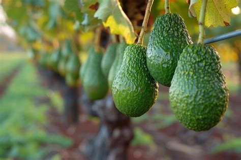Premium Photo A Bunch Of Green Avocados Hanging From A Tree