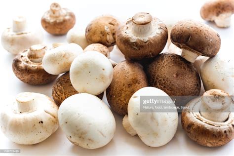Mushrooms On White Background Fresh Organic White And Crimini Mushrooms