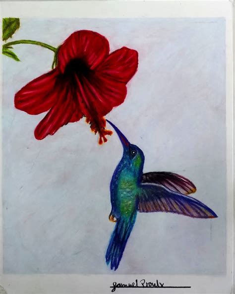 Hummingbird By Samproulxart On Deviantart