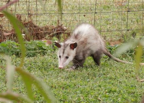 Chicken Predators Signs Of Attack And Prevention