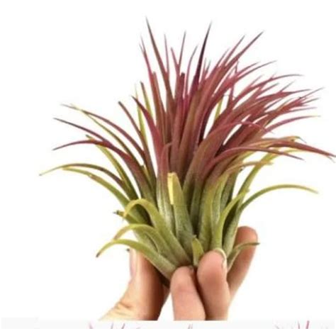Tillandsia Airplants Red 8 Cm Slip Resistant Tiles Perfect For Busy