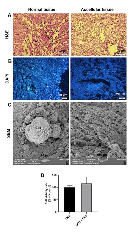 Confirmation Of Decellularization Process Via Several Analyses H And E Download Scientific