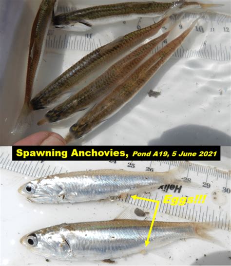 Fish In The Bay June 2021 Anchovy Alert Spawning Anchovies Have