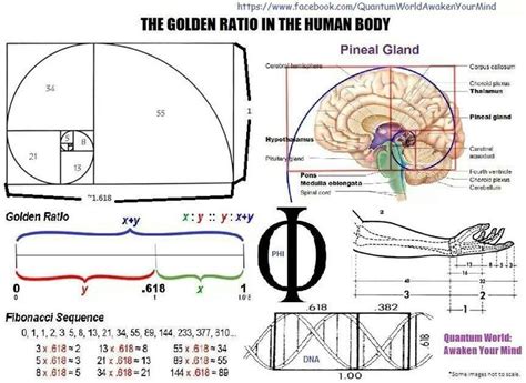 1249 Best Fibonacci The Golden Ratio Fractal Images On Pinterest Golden Ratio Sacred