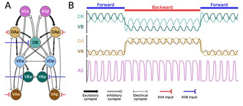 Best Evolved Circuit A Full Circuit Architecture Neurons And