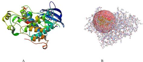 A 3d Structure Of Erk B Prepared Structure Of Erk Download Scientific Diagram