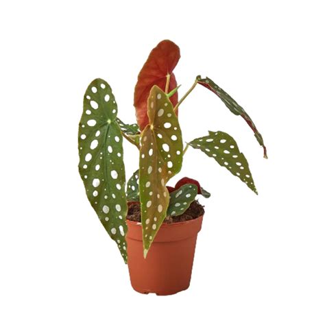Begonia Maculata