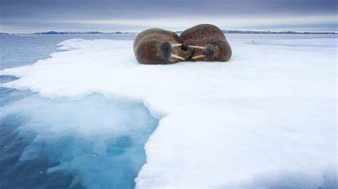 Walrus Wallpapers Wallpaper Cave