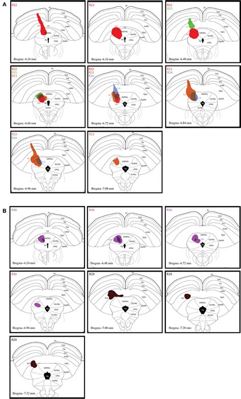 Injection Sites Of Retrograde Tracer Experiments A Schematic