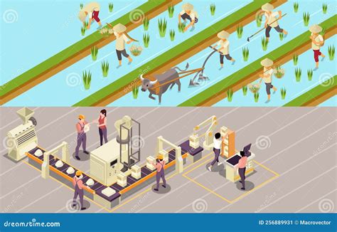 Rice Production Isometric Flowchart Vector Illustration Cartoondealer Com