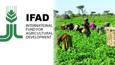 Ifad Emphasises Importance Of Post Harvest Solutions For Poverty Reduction