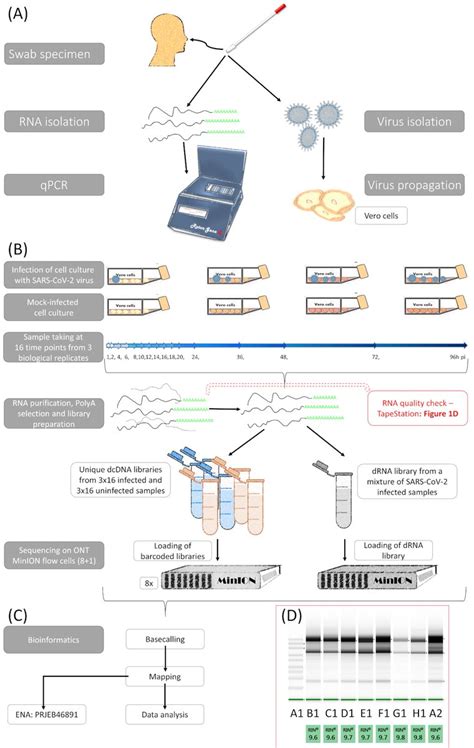 Gigascience On Twitter High Temporal Resolution Nanopore Sequencing Dataset Of Sars Cov 2 And