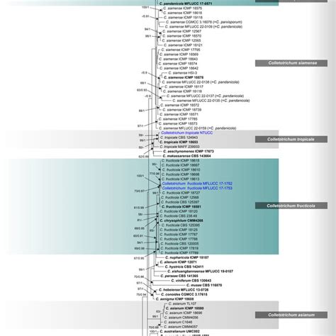 Phylogenetic Tree Generated From Maximum Likelihood Analysis Based On