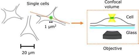 Fluorescence Measurement In The Dye Labeled Membrane Of A Single