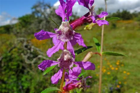 Cuphea Procumbens Lythraceae