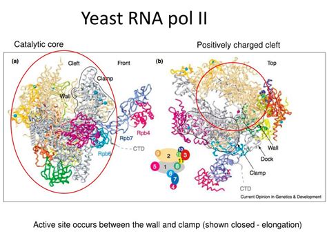 Schematic Diagram For The Preparation Of Rna From Yeast 15