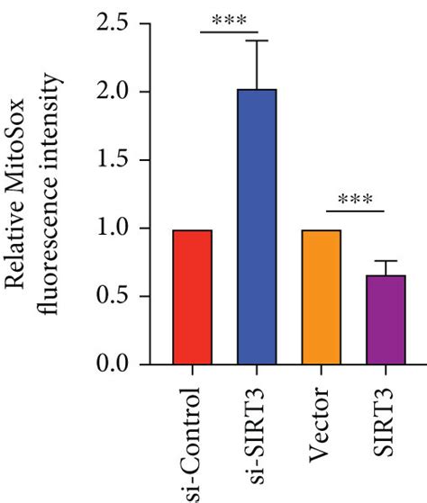 Sirt3 Regulated Mitochondrial Superoxide Production And Airway