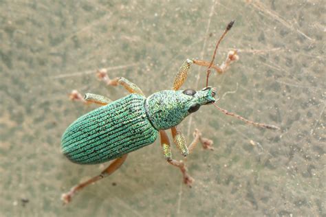 Polydrusus Sericeus Seidiger Glanzrüssler Polydrusus Form Flickr