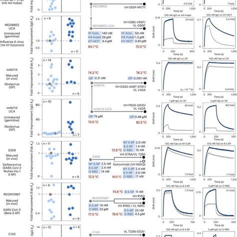 Specificity And Improved Neutralization Potency Of Affinity Matured