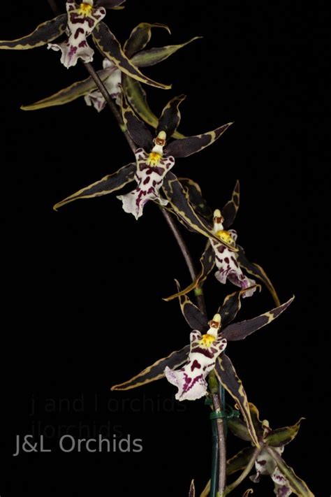 Brassidium Golden Gamine White Knight Jandl Orchids