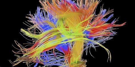 Mapping The Brain The Human Connectome Project Artofit
